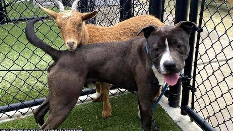 Bulldog-goat best friends find their forever home together | Republic World