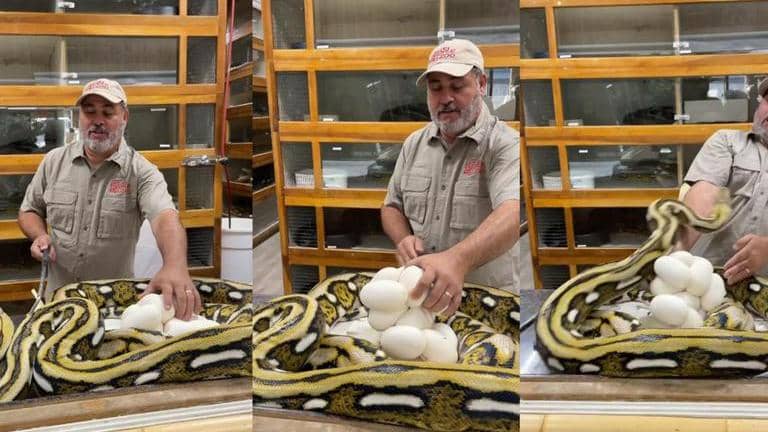'You're so brave': Gigantic snake attacks zookeeper in the face ...