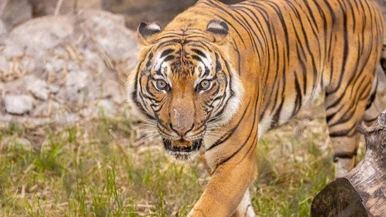 One tiger, two tigresses to be released at Madhav National Park in MP’s ...