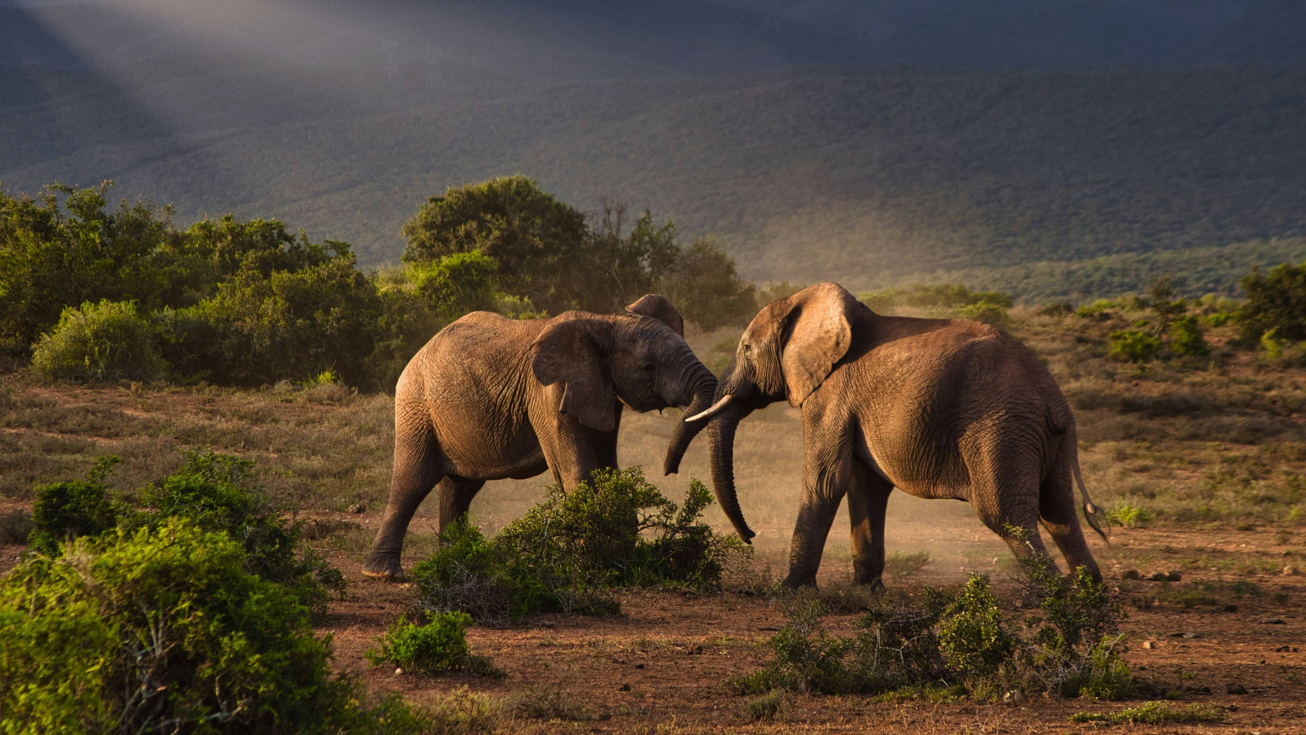 Save The Elephant Day 2024: Why We Need To Safeguard The Gentle Giants ...