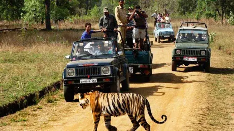 Jim Corbett to Gir National Park: 7 jungle safaris in India that you ...