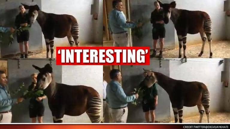 London: Video of rare Zebra Giraffe leaves netizens thrilled | Republic ...