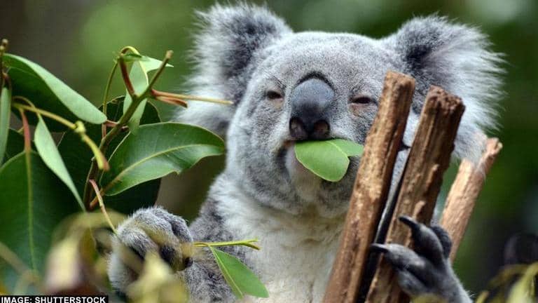 Naughty koala named 'Claude' devours $4,000 worth of eucalyptus ...