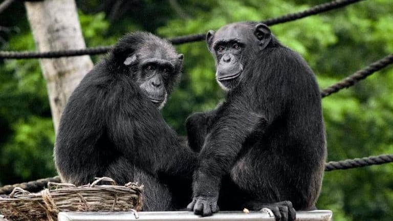 Rare and endangered animals, including kangaroos and chimpanzees ...