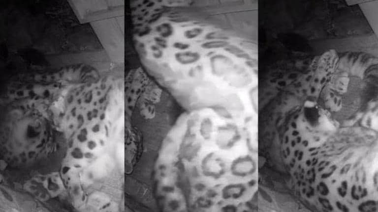 Watch cutest cuddles of Snow leopard duo Jessie & Panja; as netizens ...