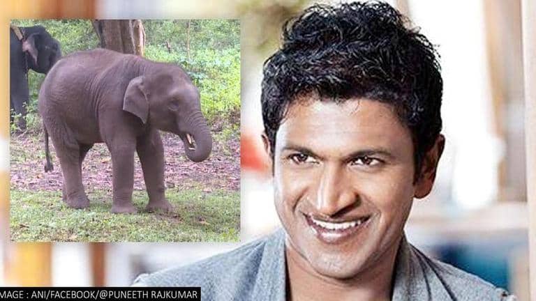 Puneeth Rajkumar's name given to baby elephant in Karnataka as tribute ...