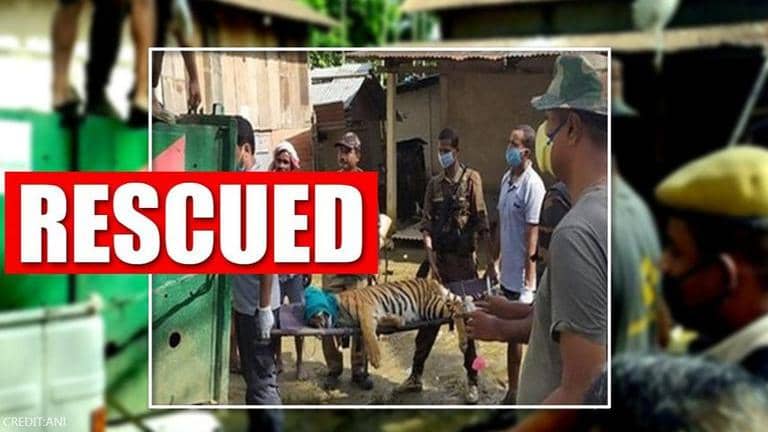 Assam: Tigress enters house in Nagaon, tranquilized and rescued after 24 hours- Republic World