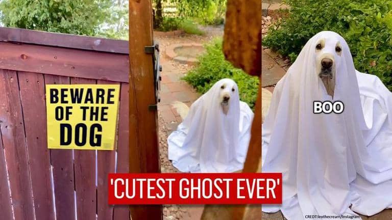 'Beware of ghoulden retriever': Dog dresses up in ghoul's costume for ...