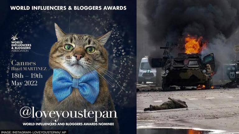 Influencer cat Stepan who escaped war in Ukraine selected for ...