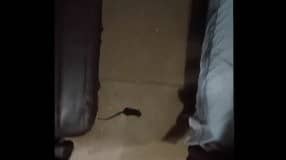 WATCH: Passenger Posts Shocking Viral Video Of Rats Roaming Freely ...
