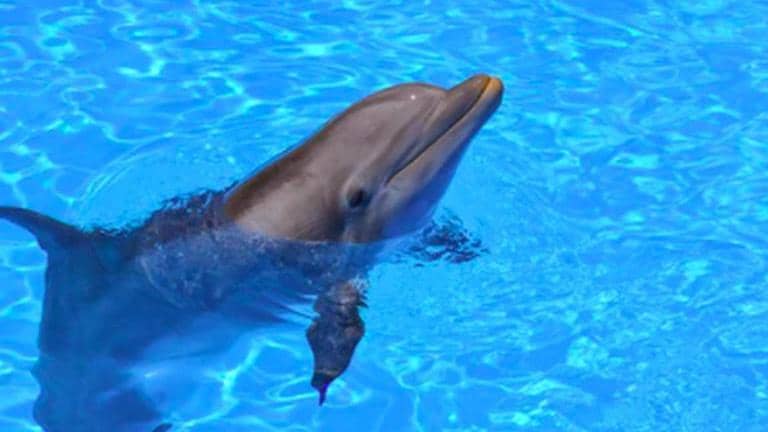 Dolphin and Whale Meat Sold in Japan Exceeds Mercury Limits by 25 Times ...