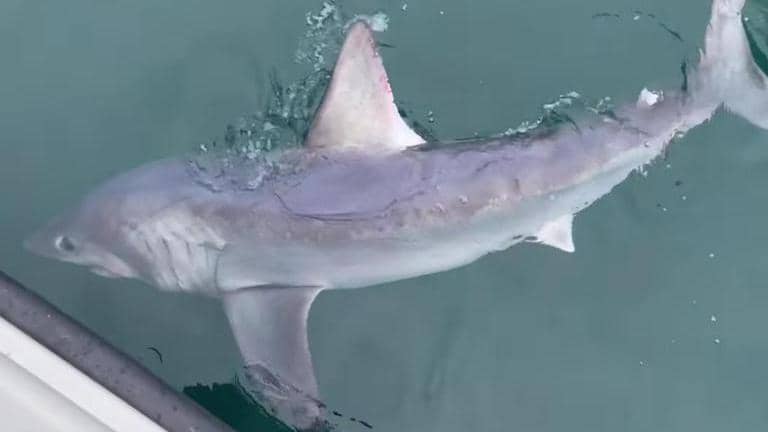 Seven fishermen capture record-breaking 550lb porbeagle shark off the ...