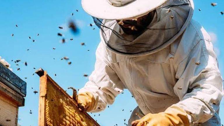 National Bee Board to support stakeholders to get GI tag of honey ...