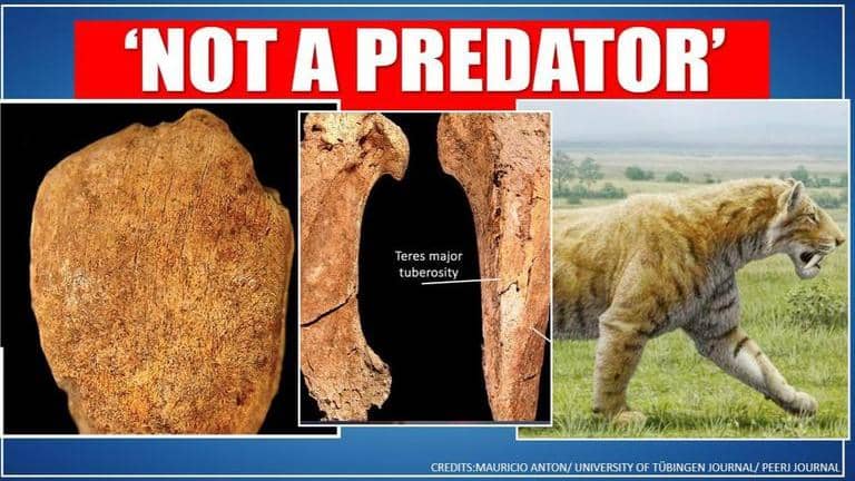 Saber-tooth predators from South America were not 'ferocious': Study ...