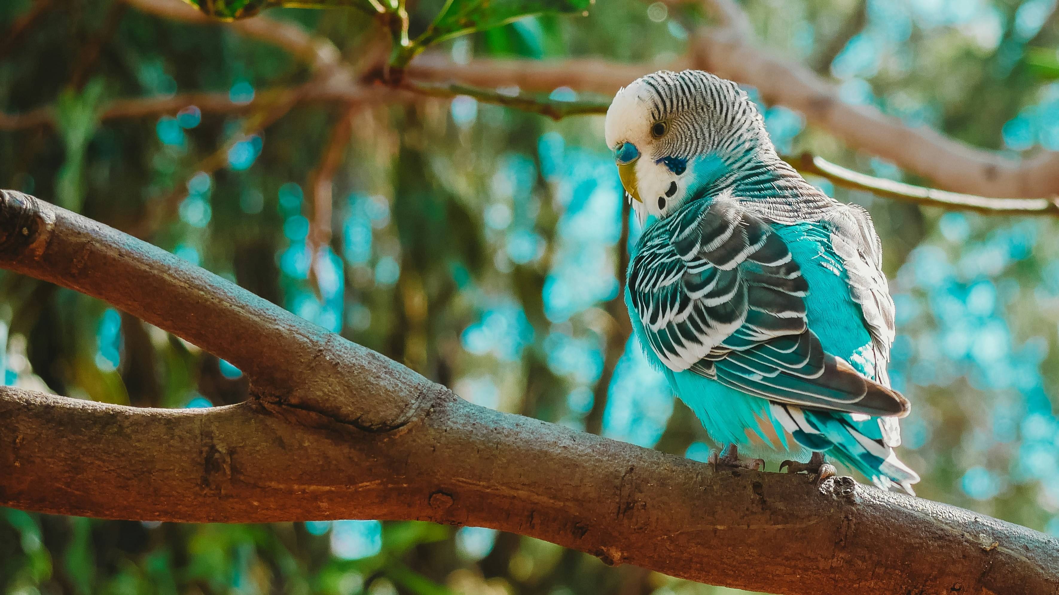 World Parrot Day 2024: Types Of Parakeets That Make For Friendly Pets ...