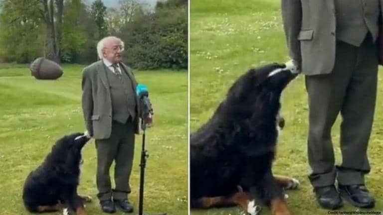 Irish President's dog steals limelight as he begs for attention during ...