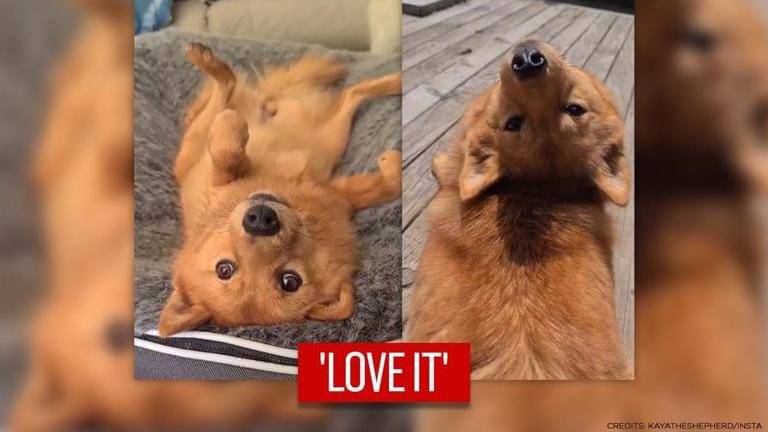 'So unique': Kiko the dog rotates its head 180 degrees; netizens ...