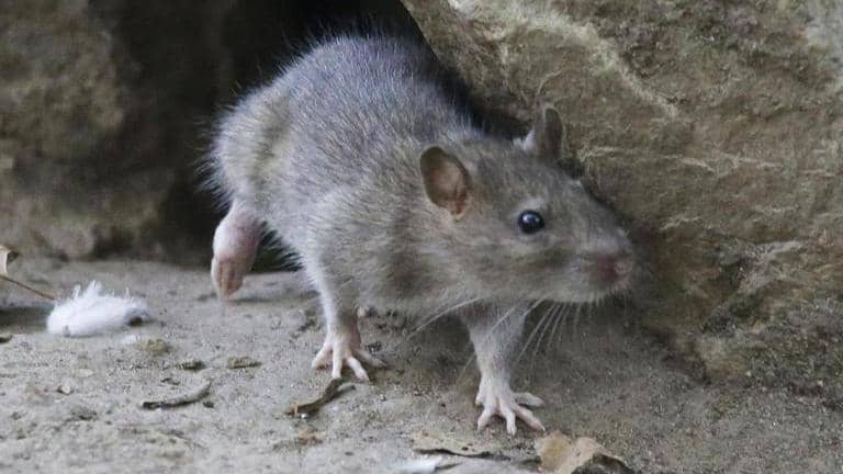 US: CDC warns against rise in cannibalistic rats amid lockdown ...