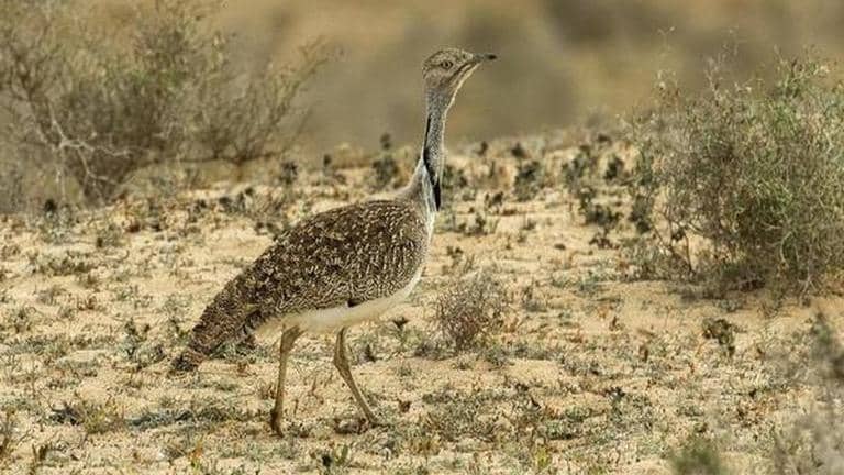 Migratory houbara bustard from UAE rescued in coastal Maharashtra ...