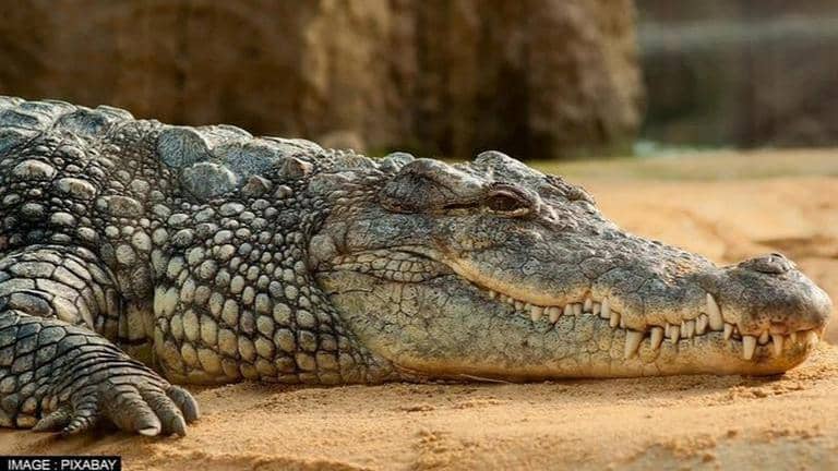 Mumbai: Civic run zoo starts crocodile trail to allow tourists to see ...