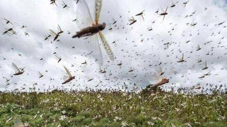 Haryana government steps up efforts to control locust swarms | Republic ...