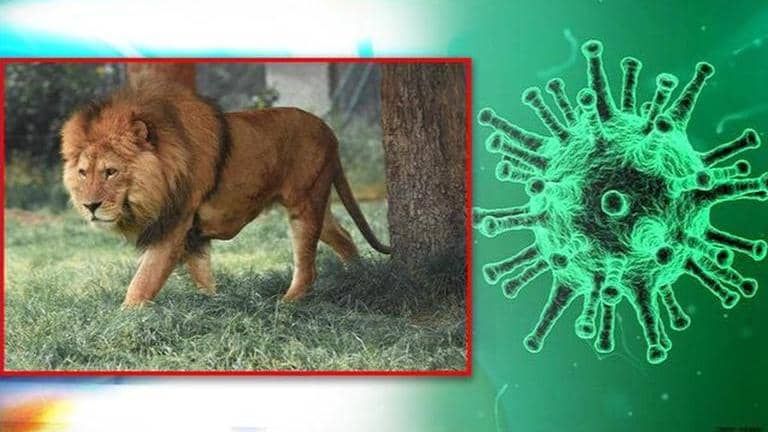 Jaipur lion tests COVID positive days after 8 Asiatic lions contracted ...