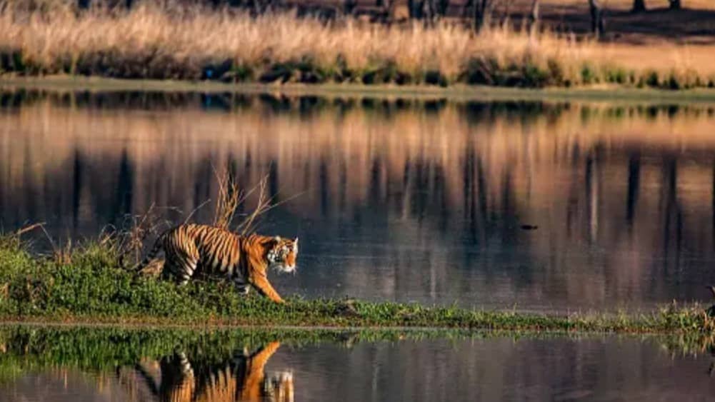 Indian Wildlife Safaris You Need To Visit For An Adventure In The Lap ...