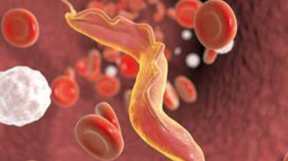 What Is Chagas Disease Caused By 'Kissing Bugs'? Symptoms And ...