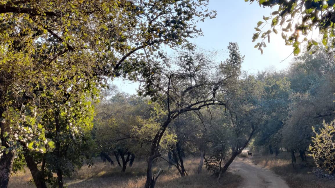 An Escape In The Wild - Getaway Spots For Nature And Animal Lovers ...