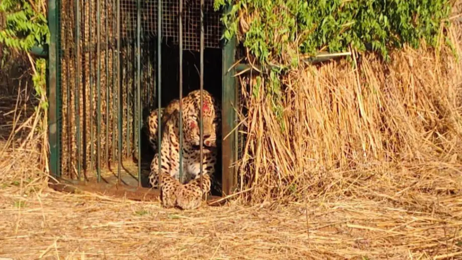 Video: Leopard Roaming Near Hyderabad Airport Trapped After 6 Days ...