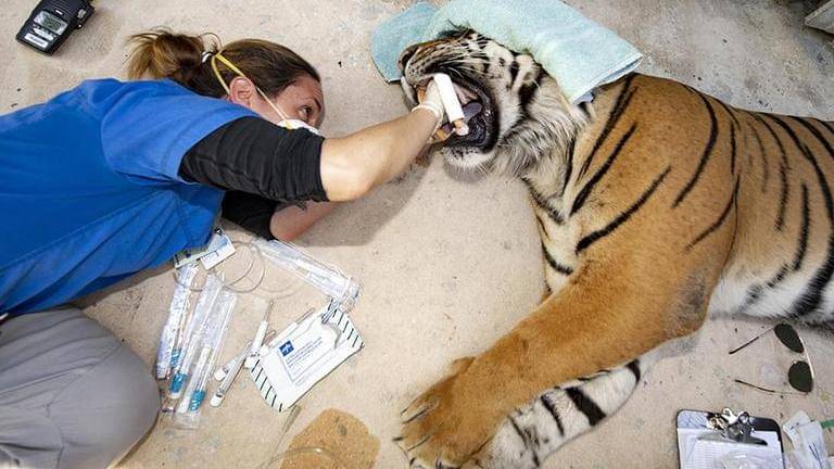 COVID-19: Tigers tested for virus in US, photos break internet ...