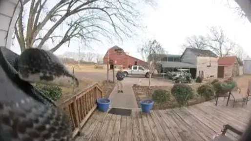 VIRAL | Deadly snake nearly killed a man dangling on entrance door ...