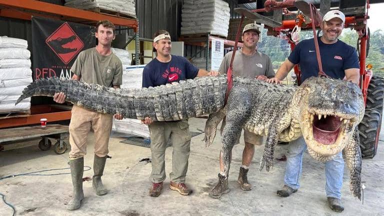 Longest alligator in Mississippi, measuring over 14 feet, captured by ...