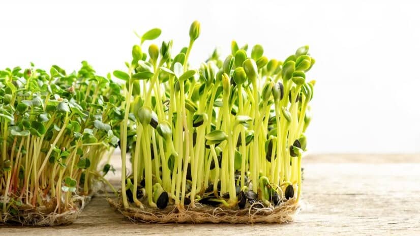 Healthy Microgreens To Grow In Your Kitchen Garden | Republic World