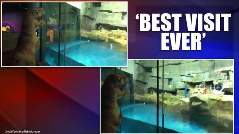 Sue the T-rex greets his penguin pals, netizens call it 'family reunion ...