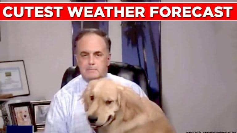 Dog interrupting weatherman's live 'work from home' reporting leaves ...