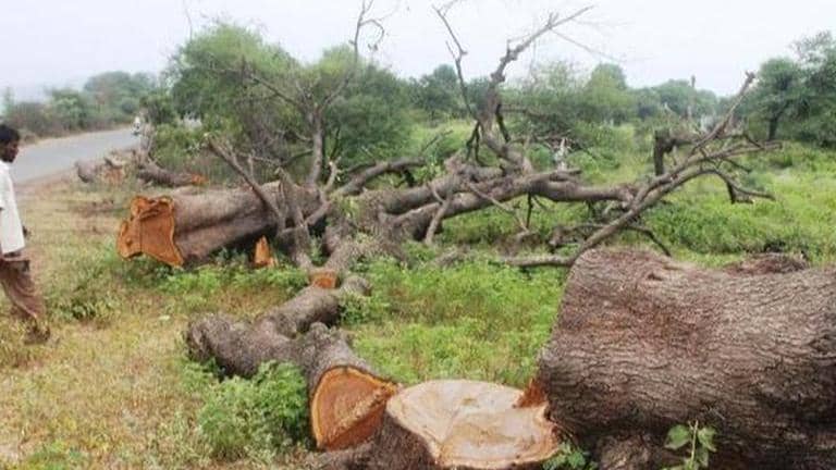 Opposition claims trees chopped for PM's Oct 17 Pune rally | Republic World