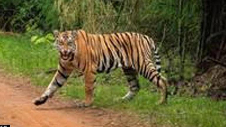 Project Tiger head says maintaining viable tiger population and ...