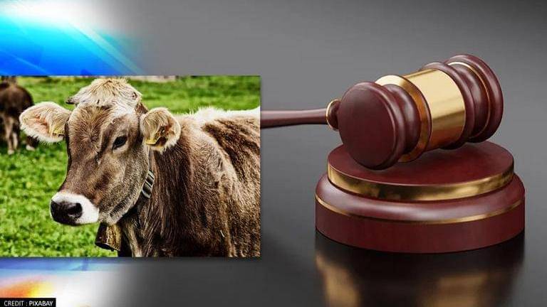 Allahabad HC bats for declaring Cow as India's national animal; seeks ...