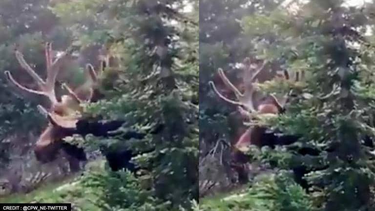 Video of Bull Moose charging at person who was filming it goes viral ...