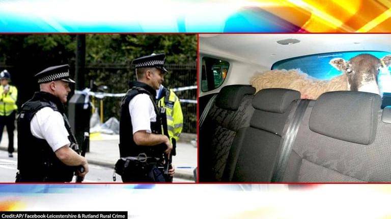 UK cops rescue sheep from car boot after pulling driver for jumping red ...