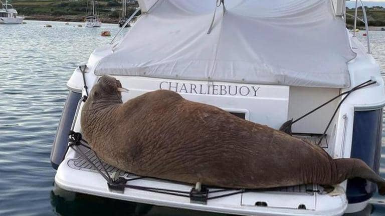 800kg Walrus to get 'floating sofa' after sinking boats, damaging ...