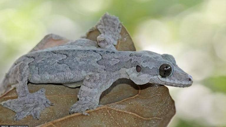 New species of flying geckos uncovered in Mizoram | Republic World