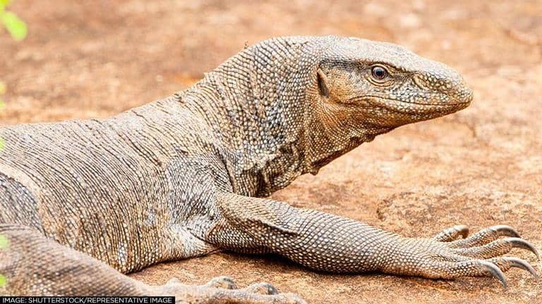 Four held for 'raping' Bengal monitor lizard in Maharashtra's Sahyadri ...