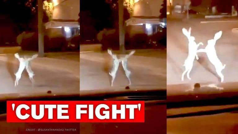Netizens call the epic battle between two jackrabbits a ‘hare-raising ...