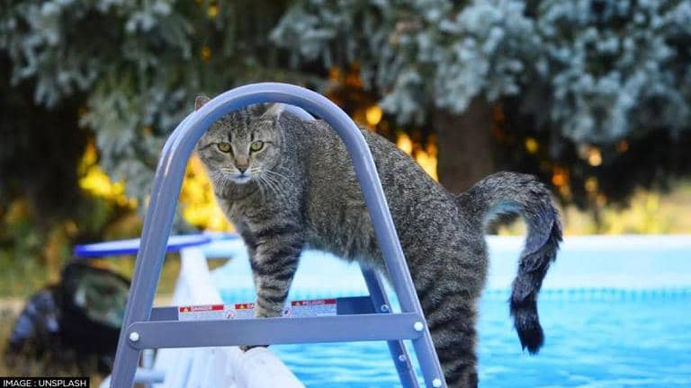 Frightened cat jumps right into swimming pool, video goes viral on ...