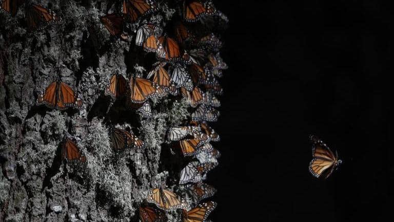 Monarch butterflies return to Mexico on annual migration | Republic World
