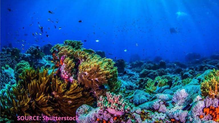 Coral reefs could go extinct by the year 2100; Can lab-grown reefs be a ...