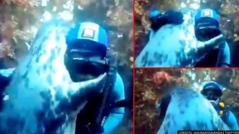 Video: Seal gives warm tight hug to scuba diver, netizens in awe of ...
