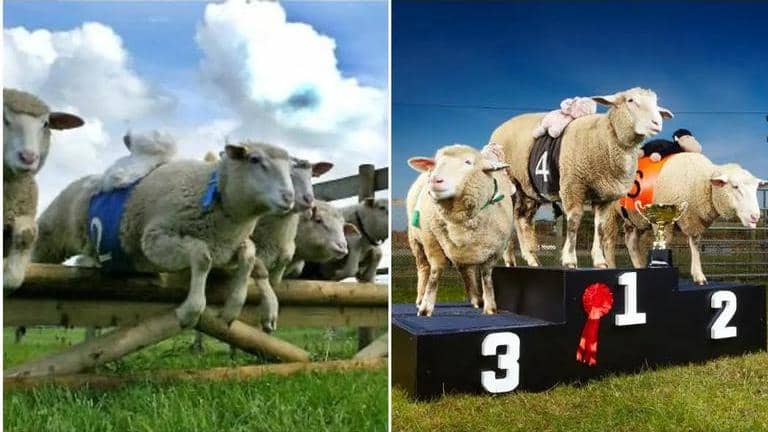 Meet Lamborghini, the sheep who won 165 races to set a world record and ...